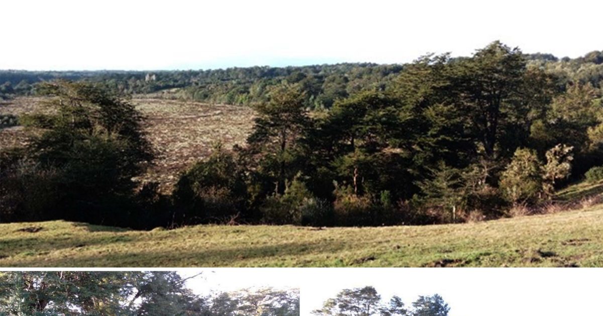 BOSQUES NATIVOS - ¿Cuál es tu patrimonio?